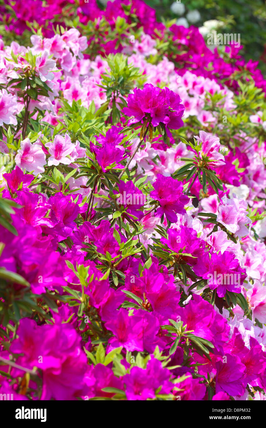 Azalea hi-res stock photography and images - Alamy