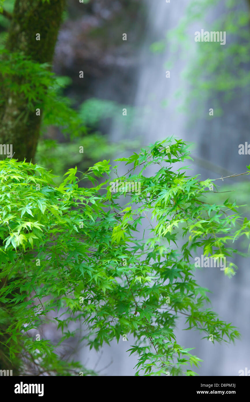 Maple leaves and waterfall Stock Photo - Alamy