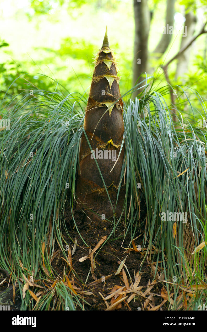 Bamboo Shoot High Resolution Stock Photography and Images - Alamy