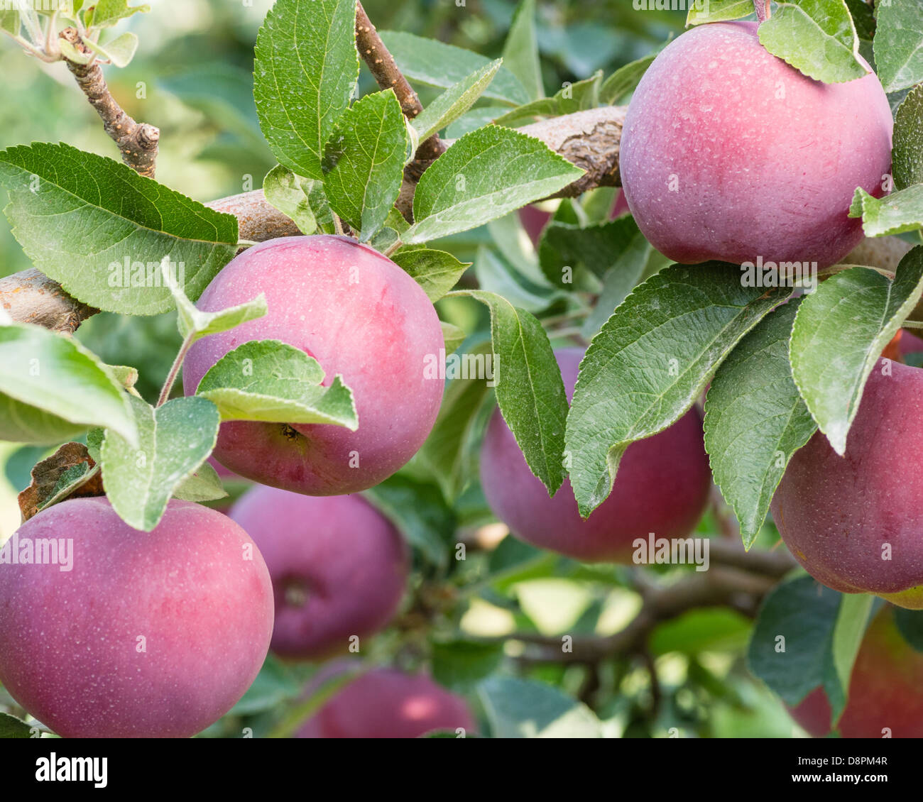 Empire apples growing in the orchard Stock Photo - Alamy