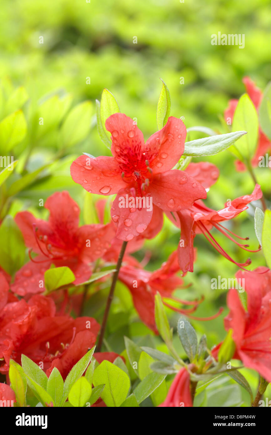 Vermilion Flowers High Resolution Stock Photography and Images - Alamy