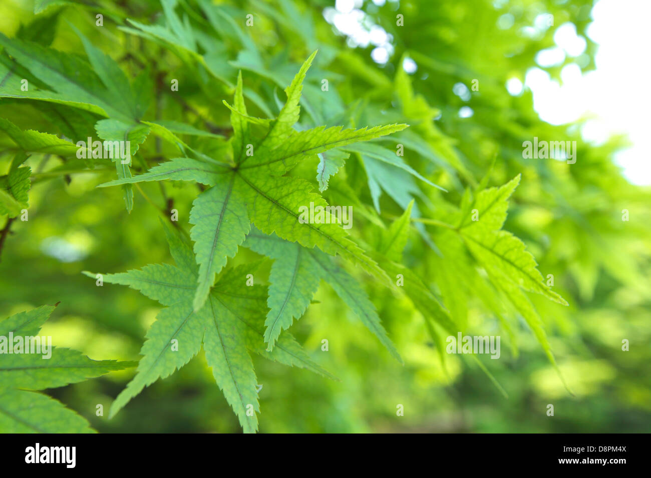 Green maple leaves Stock Photo - Alamy