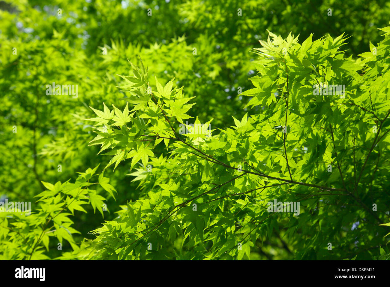 Green maple leaves Stock Photo - Alamy