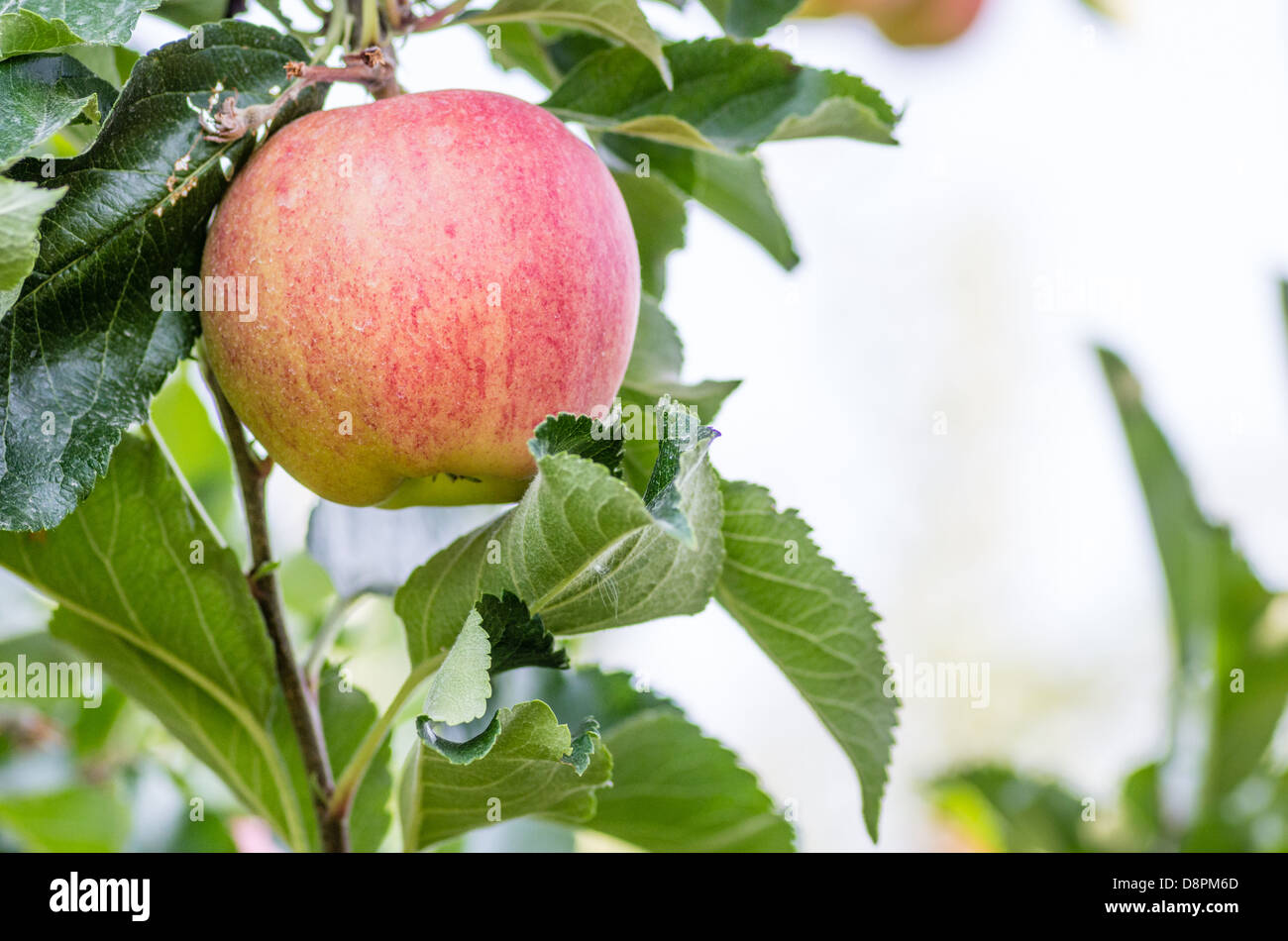 Gala apple tree hi-res stock photography and images - Alamy