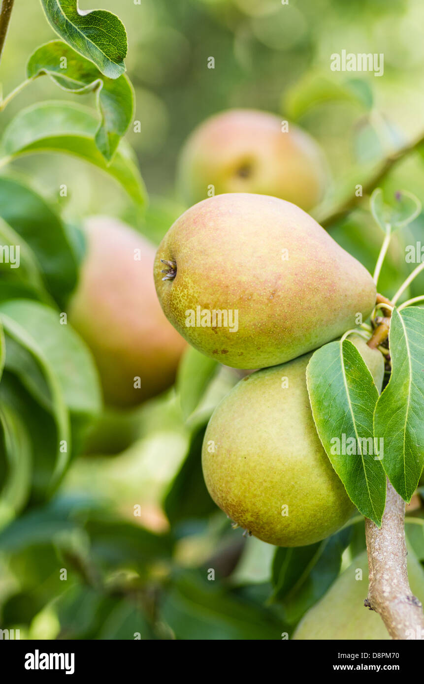 Russet pears in a pear tree in an orchard Stock Photo - Alamy