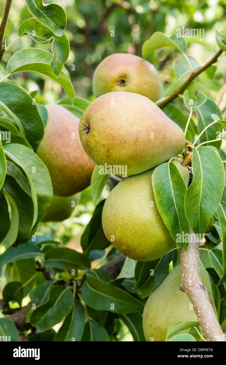 Pear harvest growing hi-res stock photography and images - Alamy