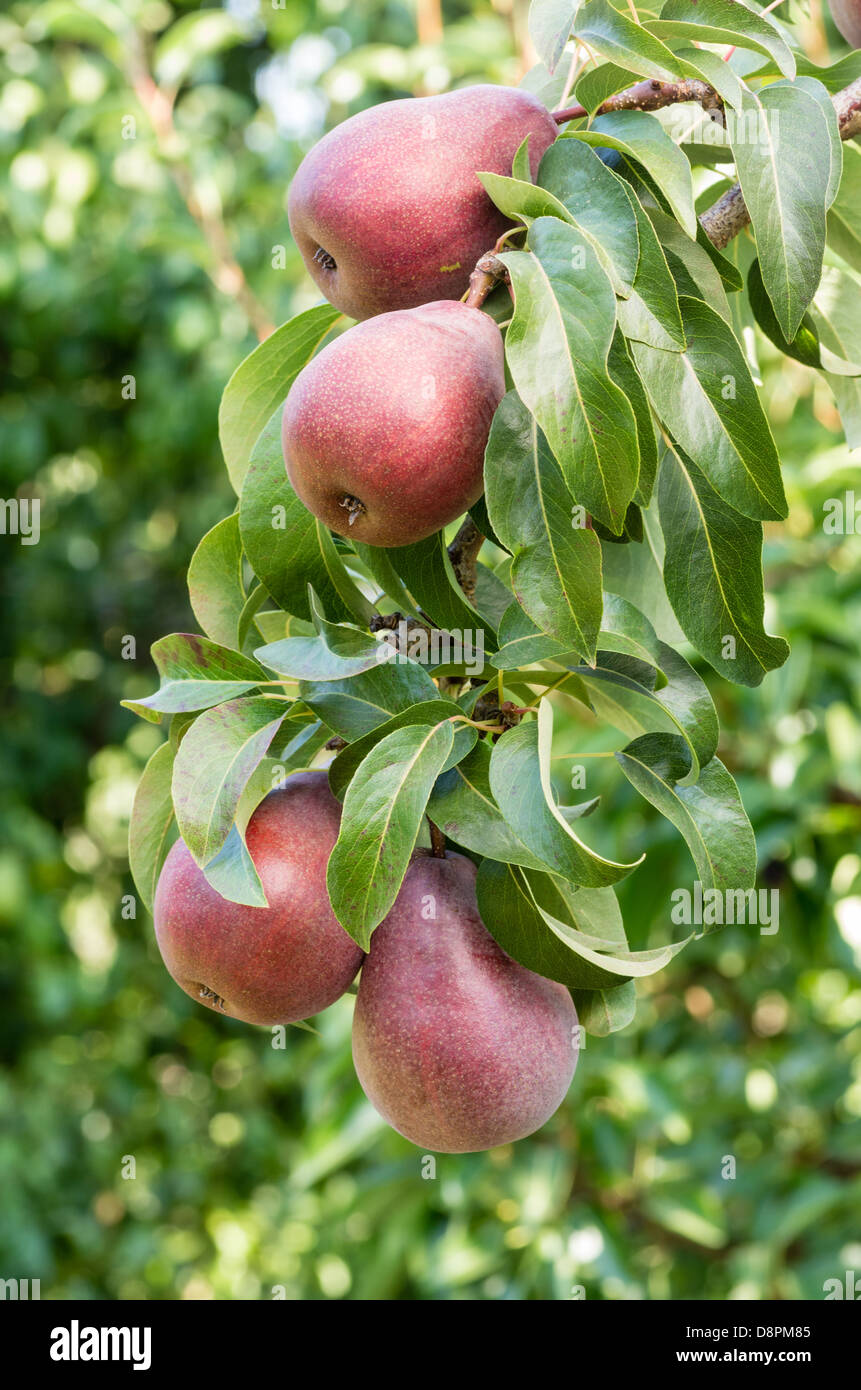 Red pears growing in a pear orchard Stock Photo - Alamy