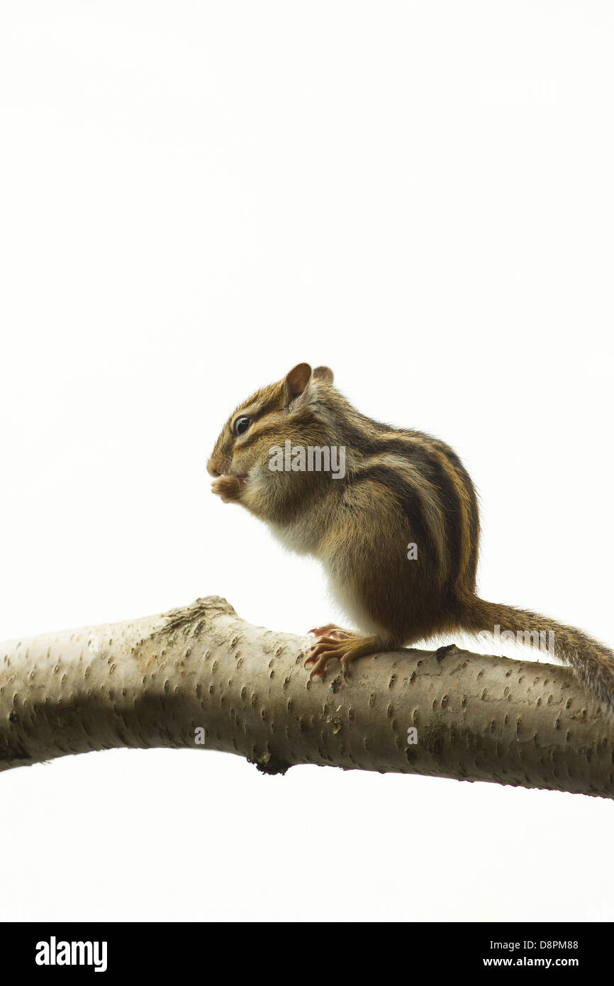 Chipmunk background Cut Out Stock Images & Pictures - Alamy