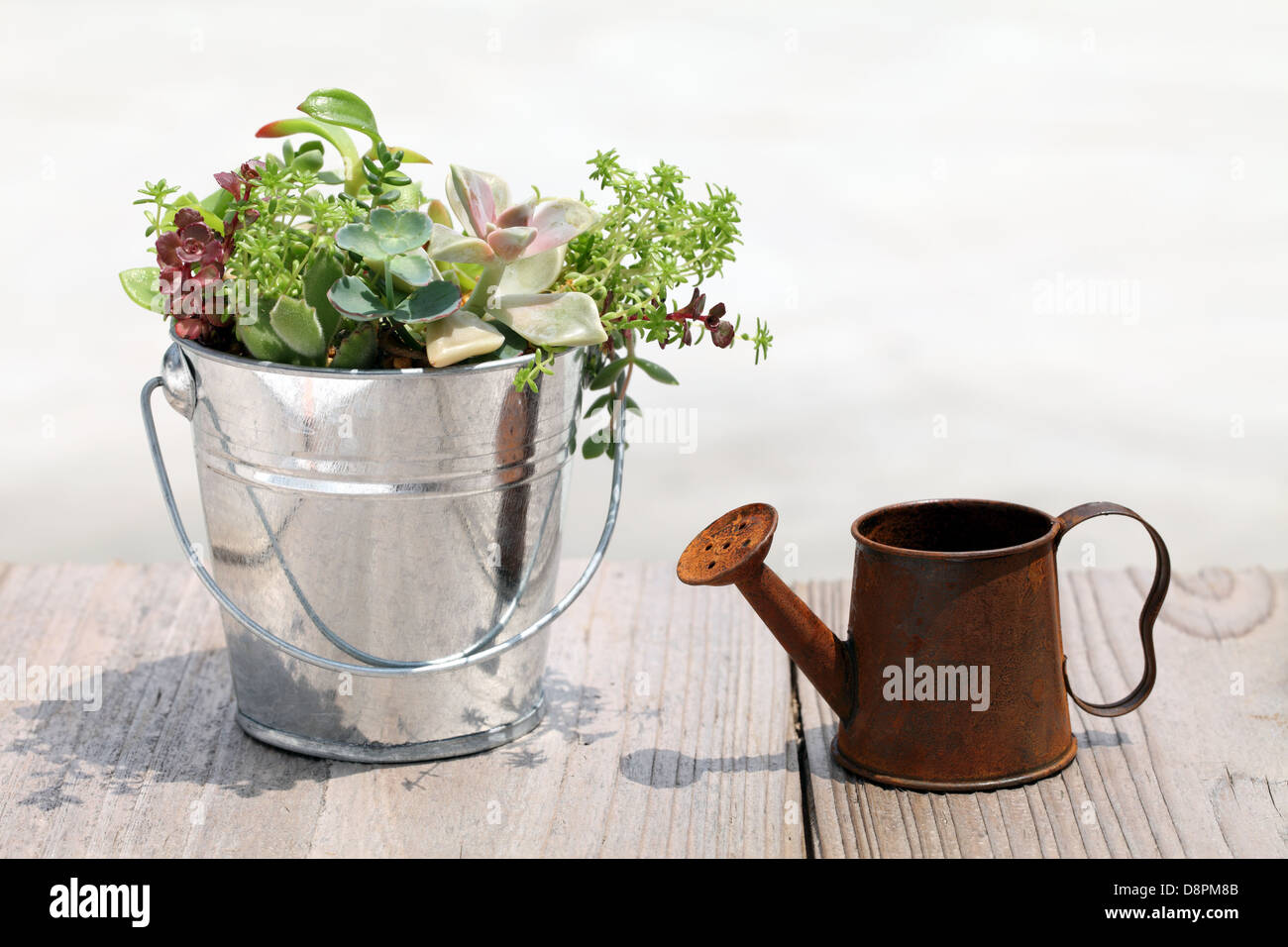 Little plant in a bucket with a watering can Stock Photo - Alamy