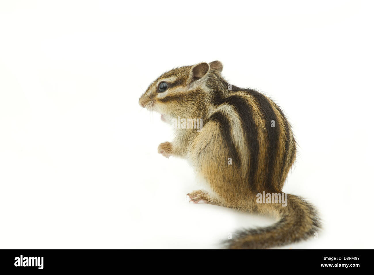 Chipmunk hi-res stock photography and images - Alamy