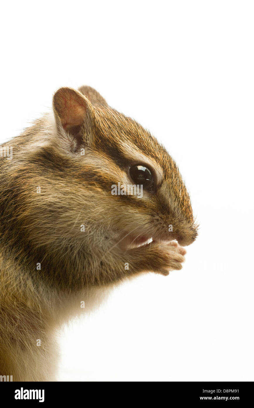 Chipmunk side view hi-res stock photography and images - Alamy