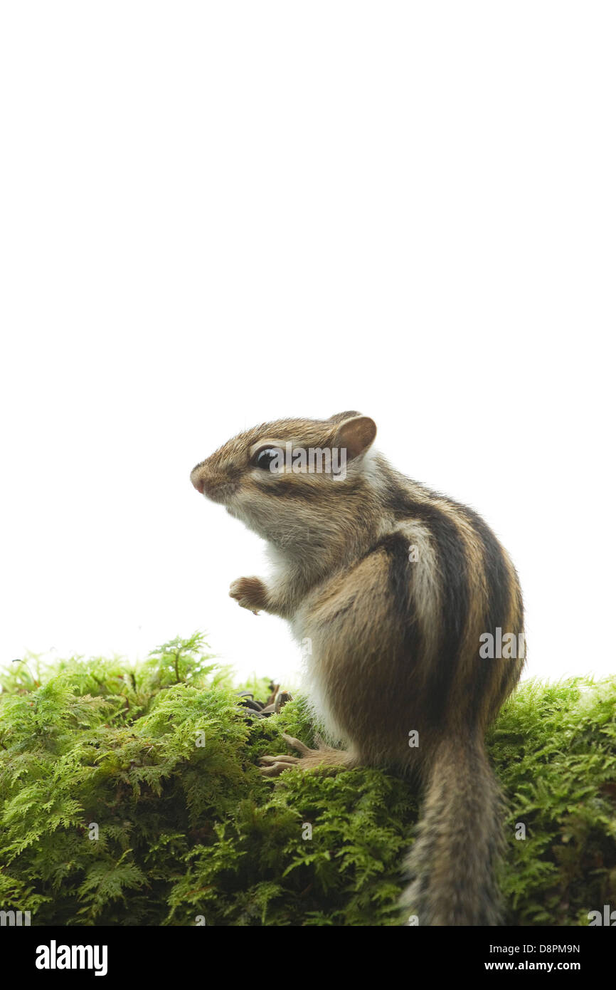 Chipmunk no people hi-res stock photography and images - Alamy
