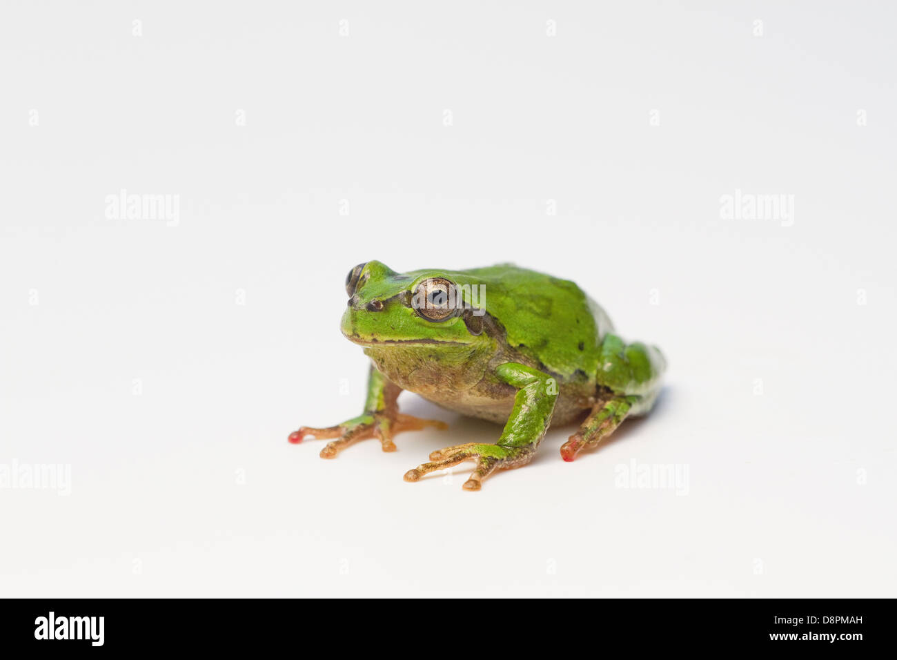Japanese tree frog Stock Photo - Alamy