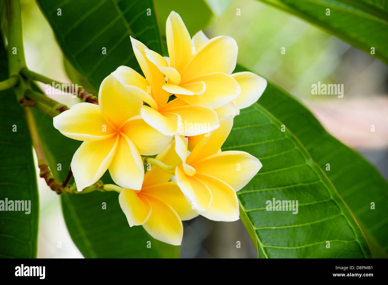 Tropical Plumeria, Frangipani flowers Stock Photo - Alamy