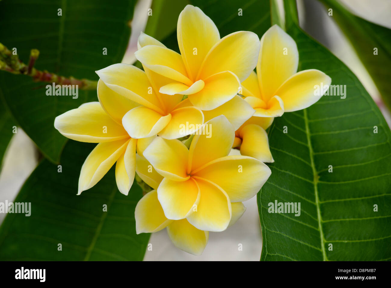 Tropical Plumeria, Frangipani flowers Stock Photo - Alamy