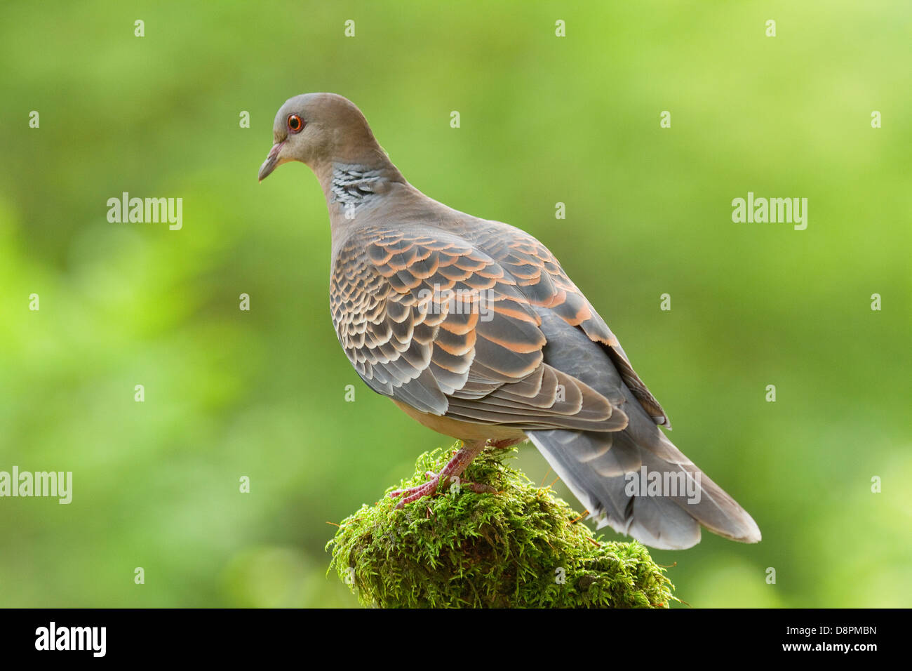 Oriental Turtle Dove Stock Photo - Alamy