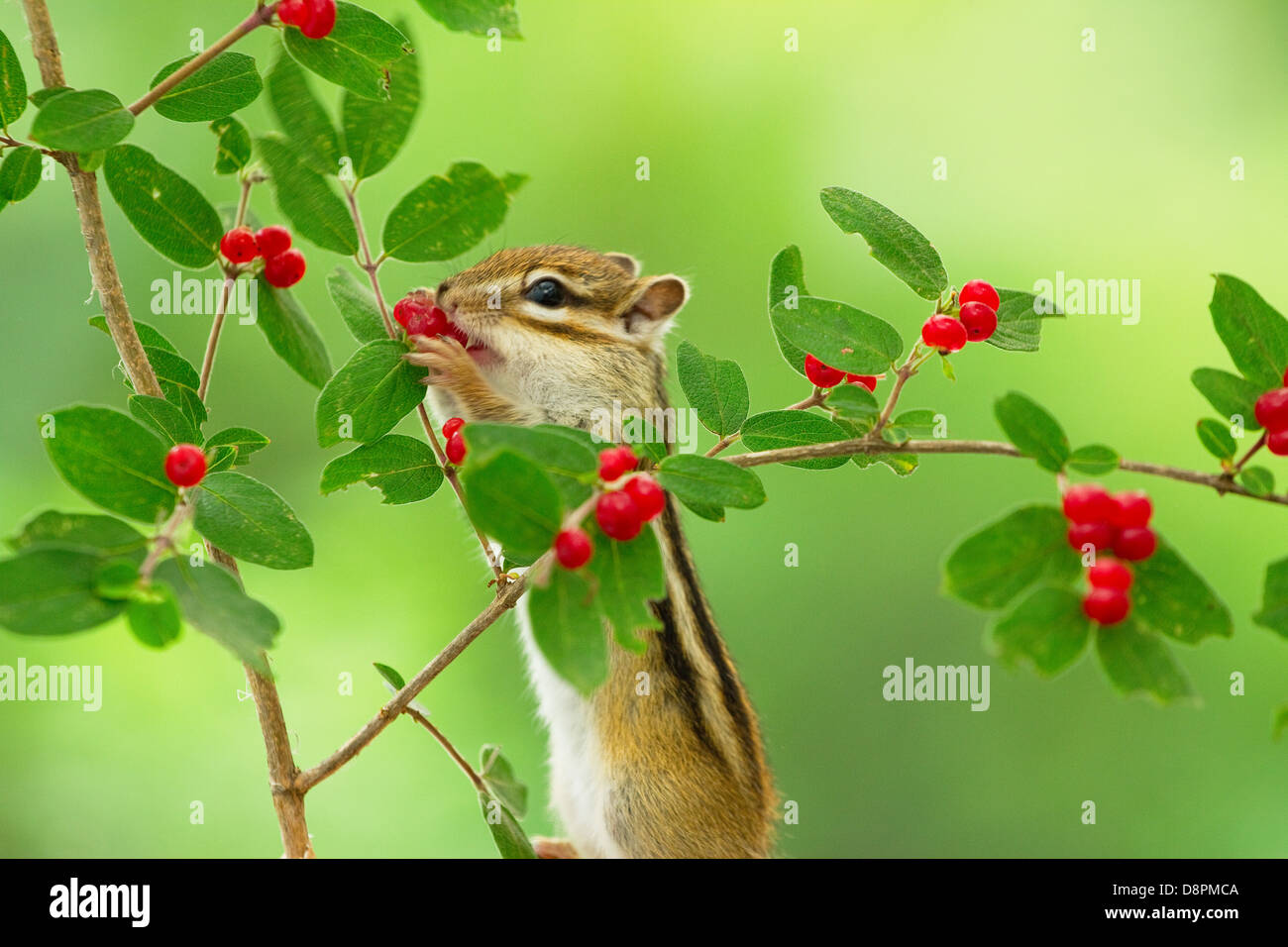 Chipmunk eating red berries Stock Photo - Alamy