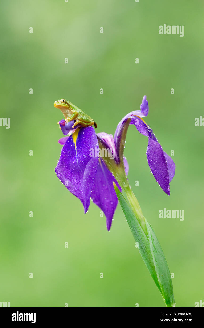 Japanese tree frog hyla hi-res stock photography and images - Alamy
