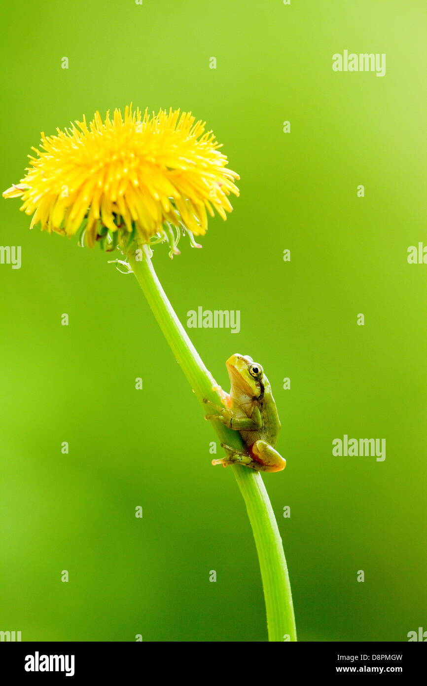 Frog on a Dandelion flower Stock Photo - Alamy