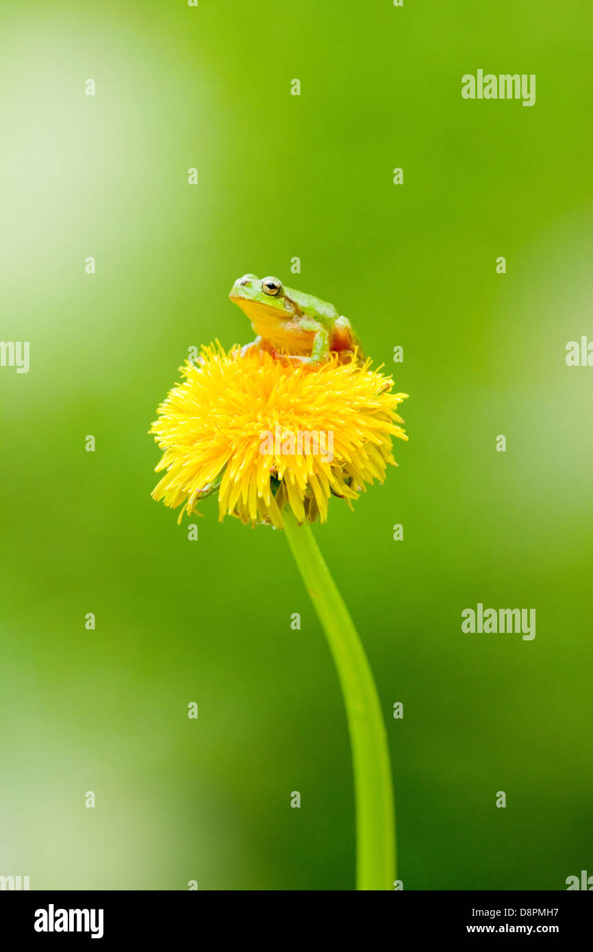 Frog on a Dandelion flower Stock Photo - Alamy