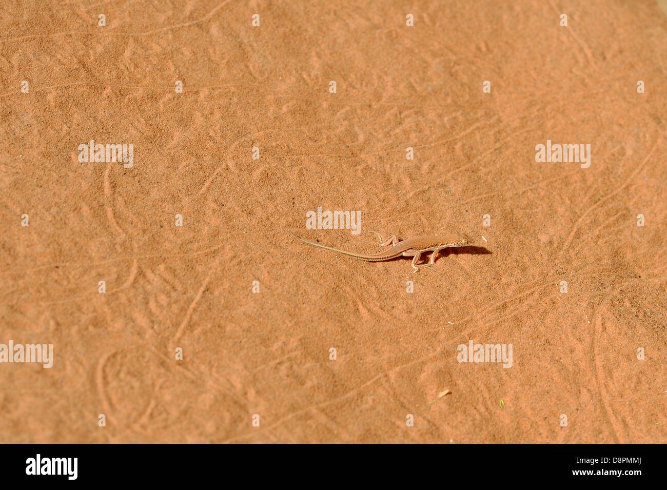 Gecko in Sand Dunes. Sahara Desert near Merzouga, Morocco, North Africa ...