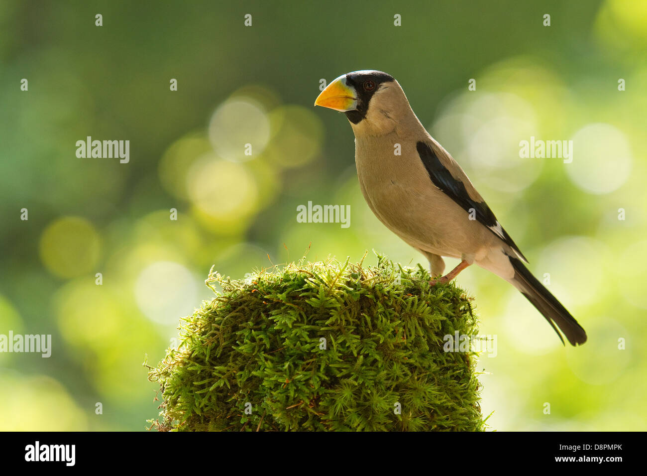 Japanese grosbeak eophona personata hi-res stock photography and images ...