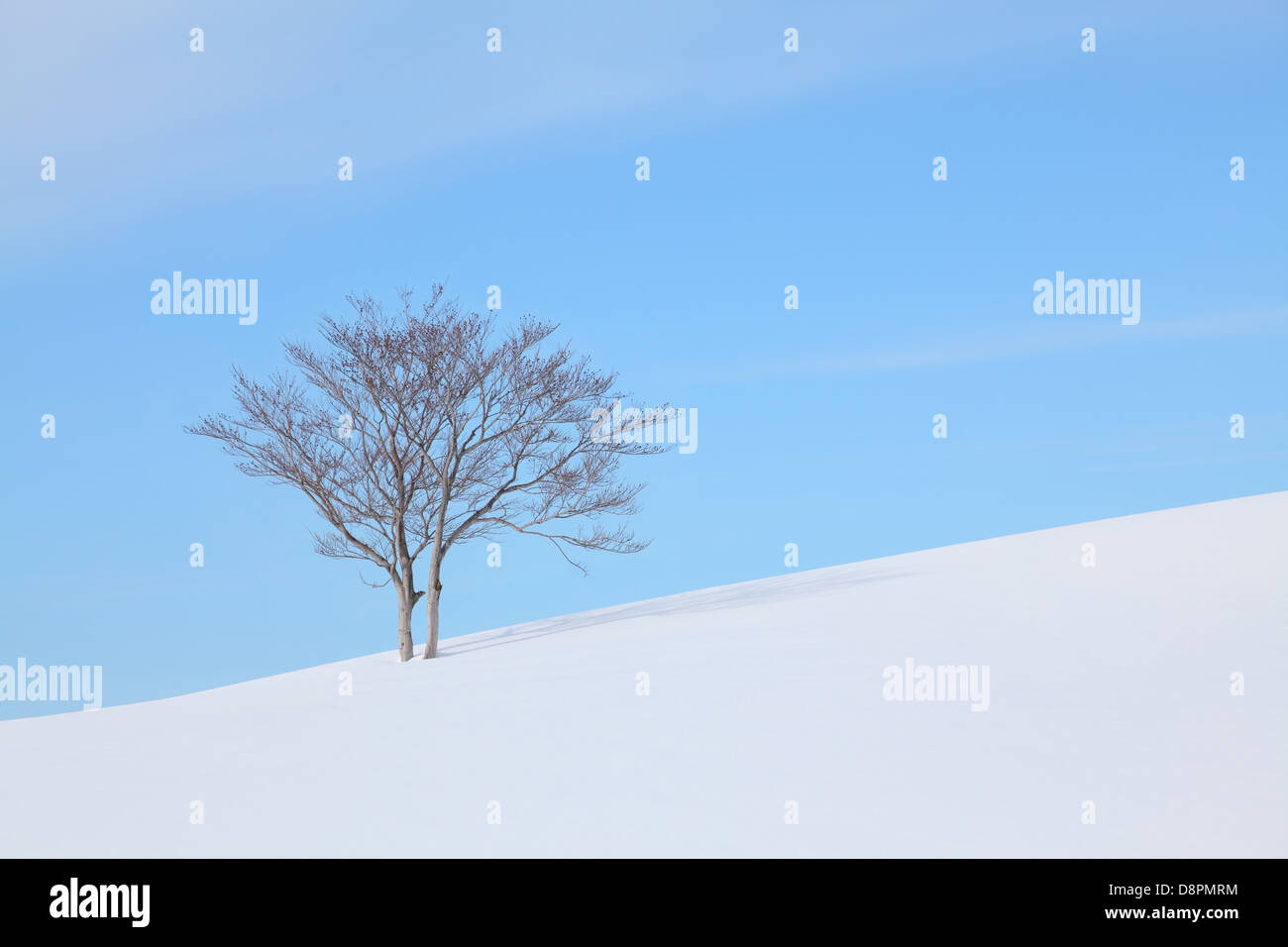 Beech tree standing in a snowy field Stock Photo - Alamy