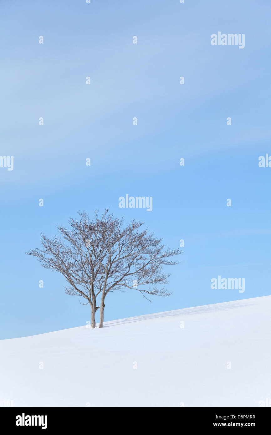 Beech tree standing in a snowy field Stock Photo - Alamy