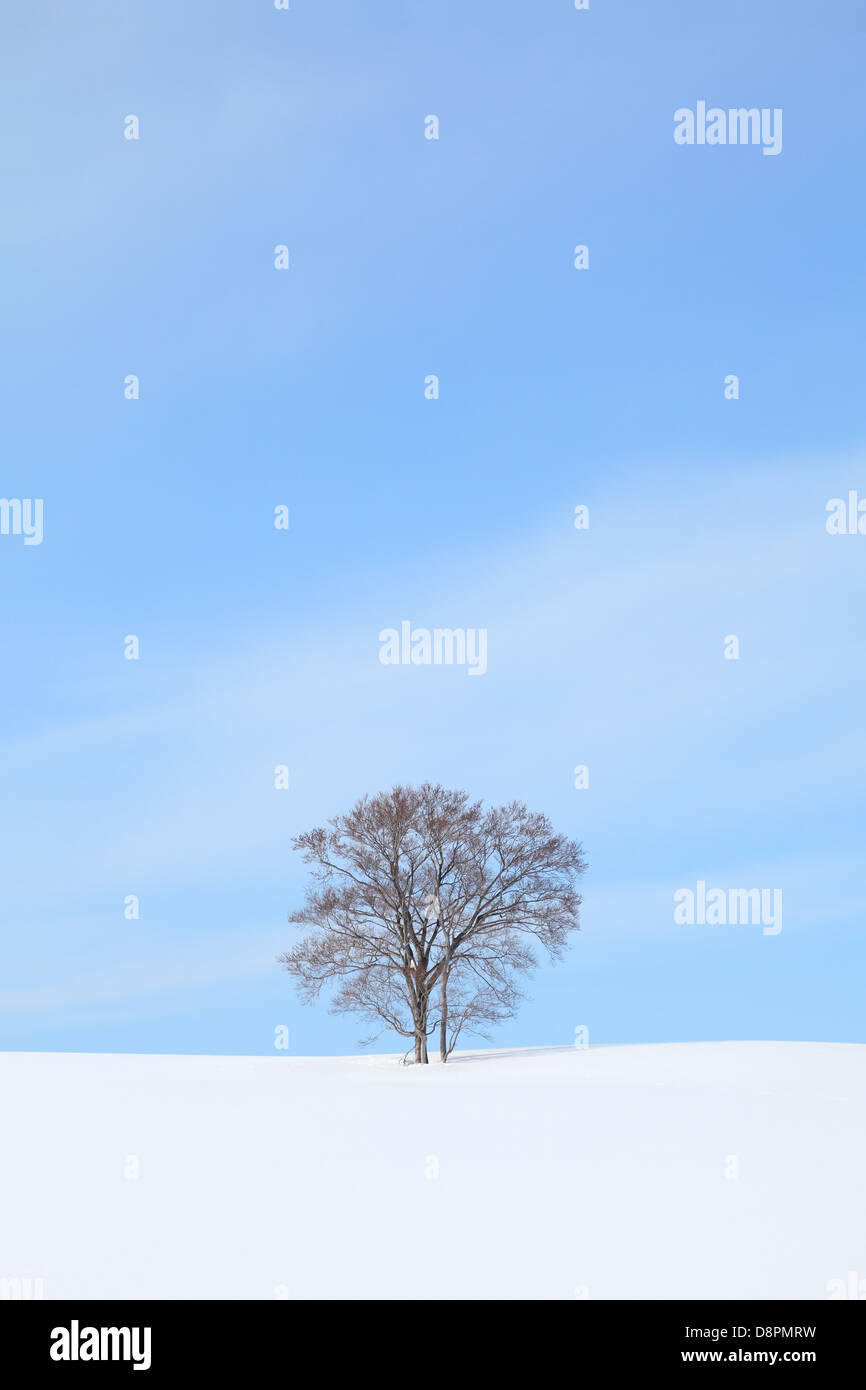 Beech tree grove hi-res stock photography and images - Alamy