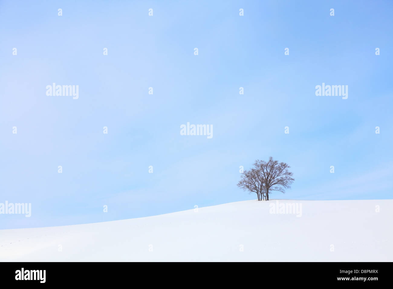 Beech tree standing in a snowy field Stock Photo - Alamy
