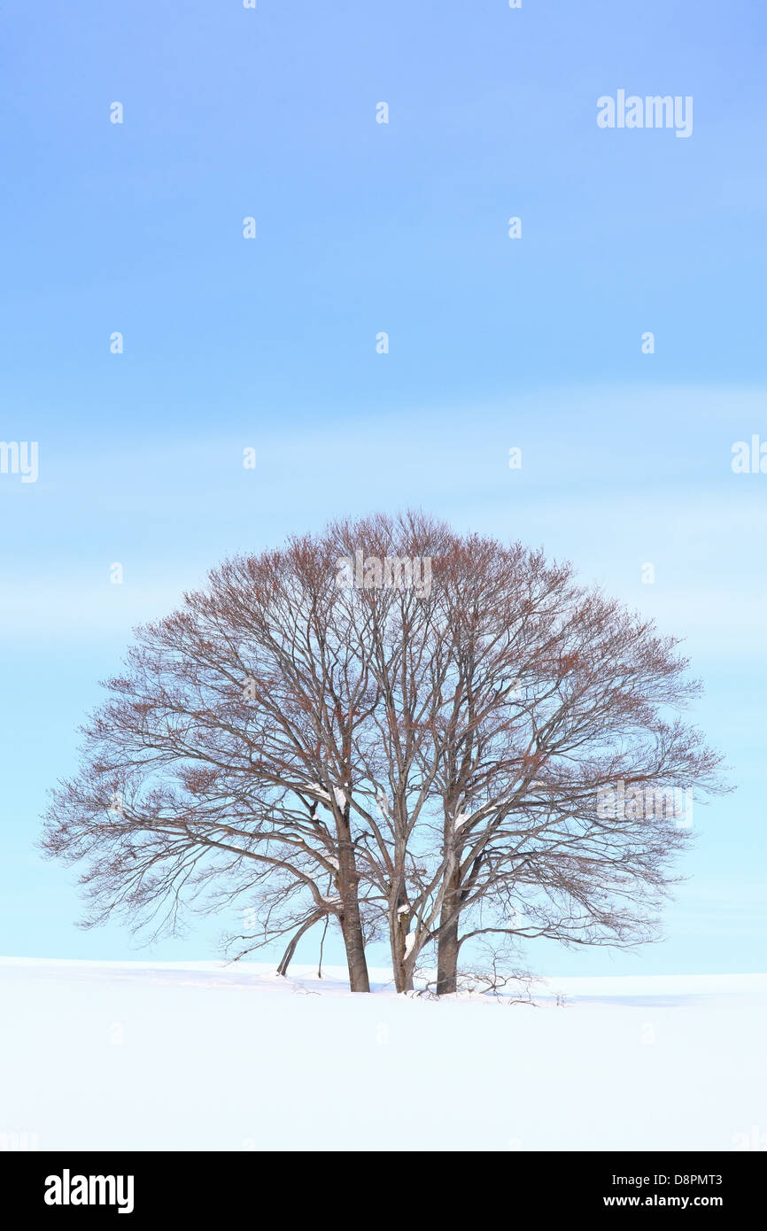 Beech tree standing in a snowy field Stock Photo - Alamy