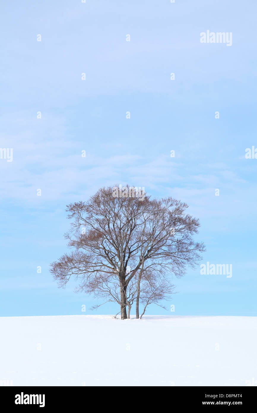 Beech tree standing in a snowy field Stock Photo - Alamy