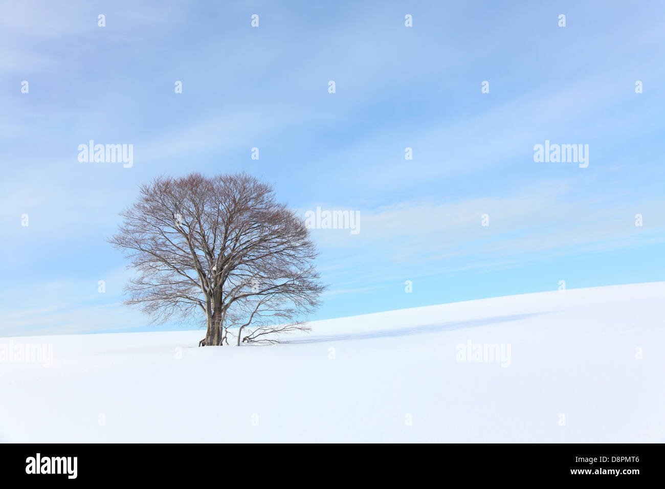 Beech tree standing in a snowy field Stock Photo - Alamy
