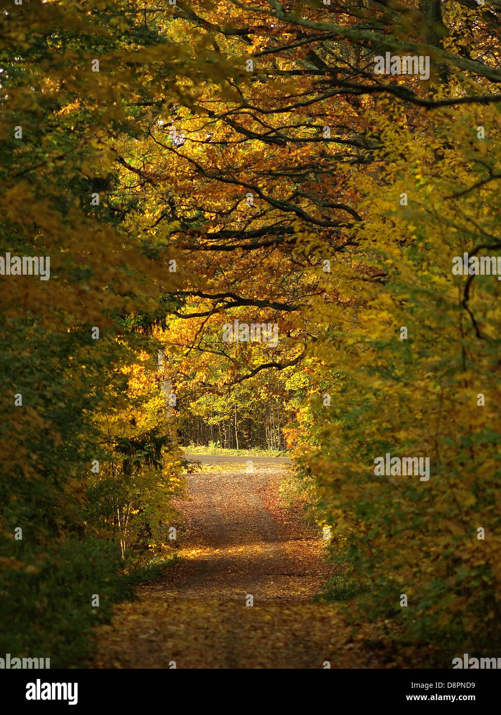 Forest road with autumn colors Stock Photo - Alamy