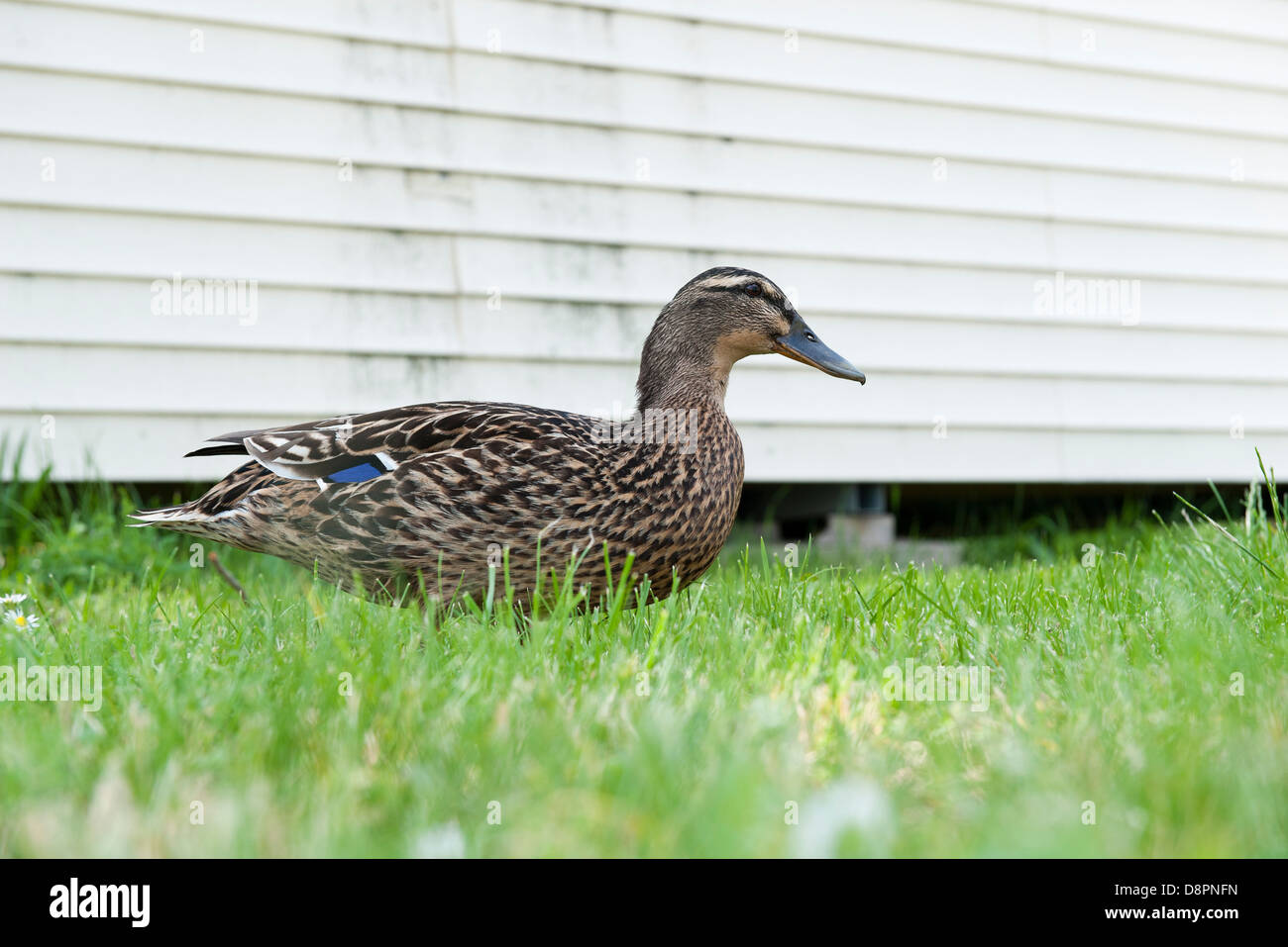 Duck images hi-res stock photography and images - Alamy
