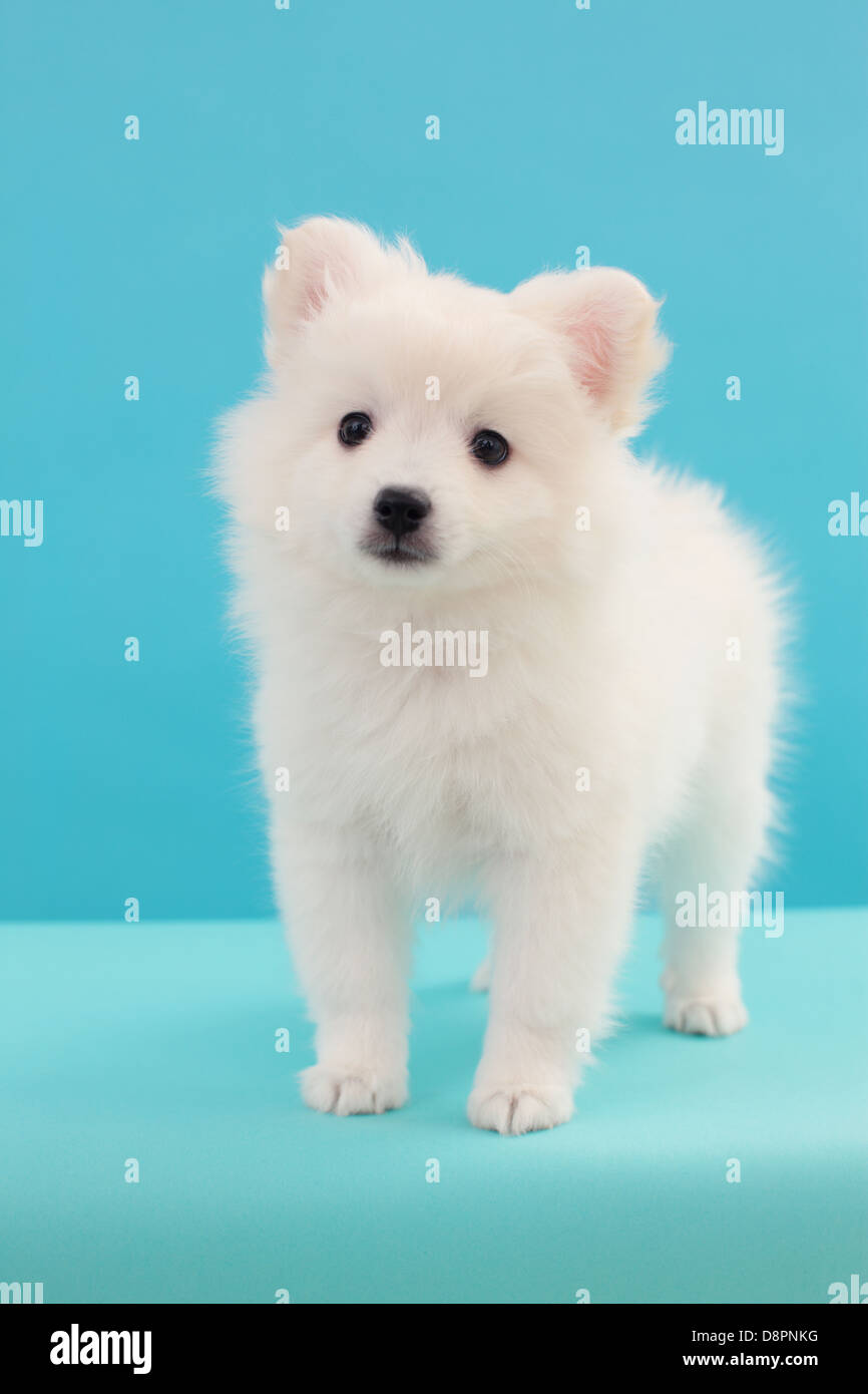 Blue spitz hi-res stock photography and images - Alamy