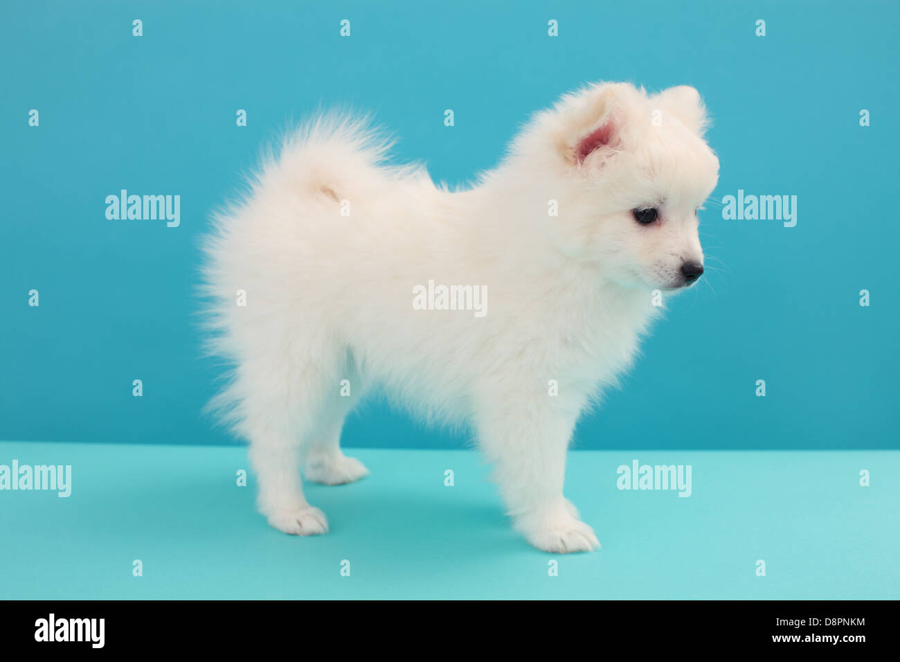 Blue spitz hi-res stock photography and images - Alamy