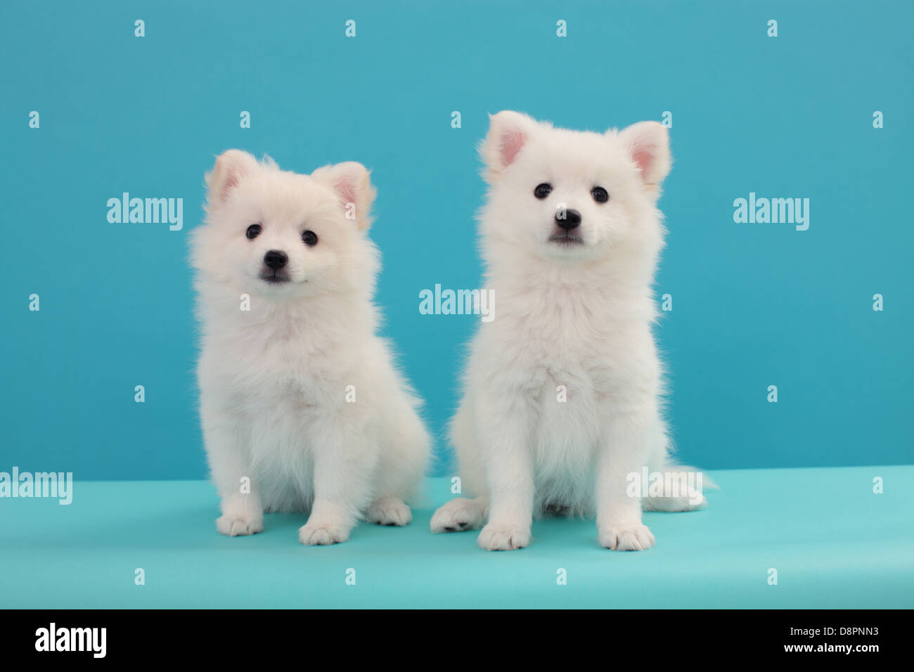 Spitz hi-res stock photography and images - Alamy