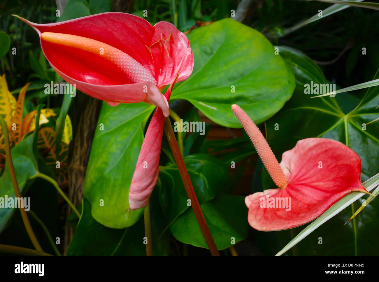 Palm lilies hi-res stock photography and images - Alamy
