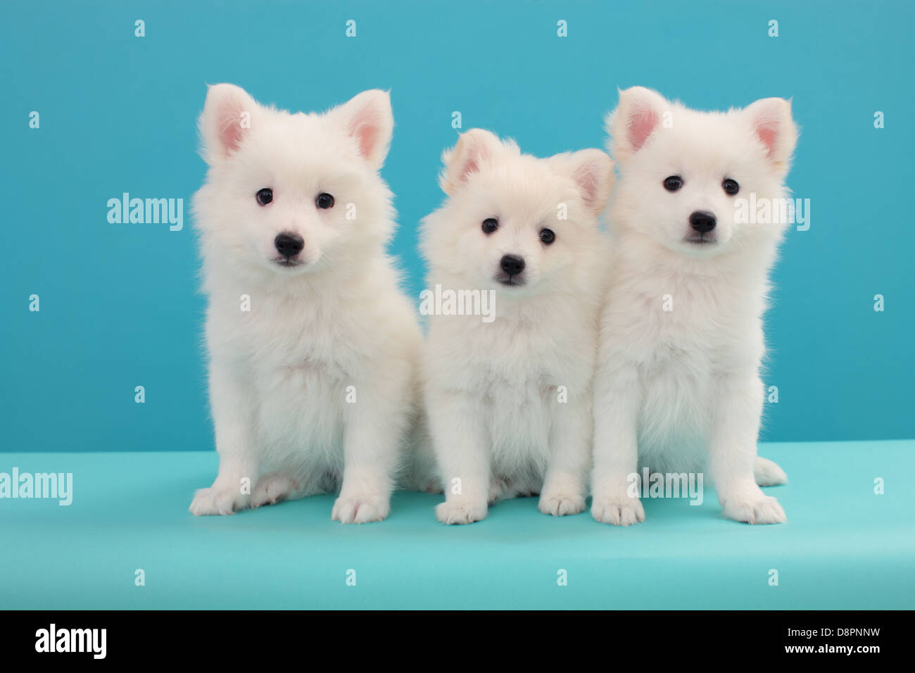 Blue spitz hi-res stock photography and images - Alamy