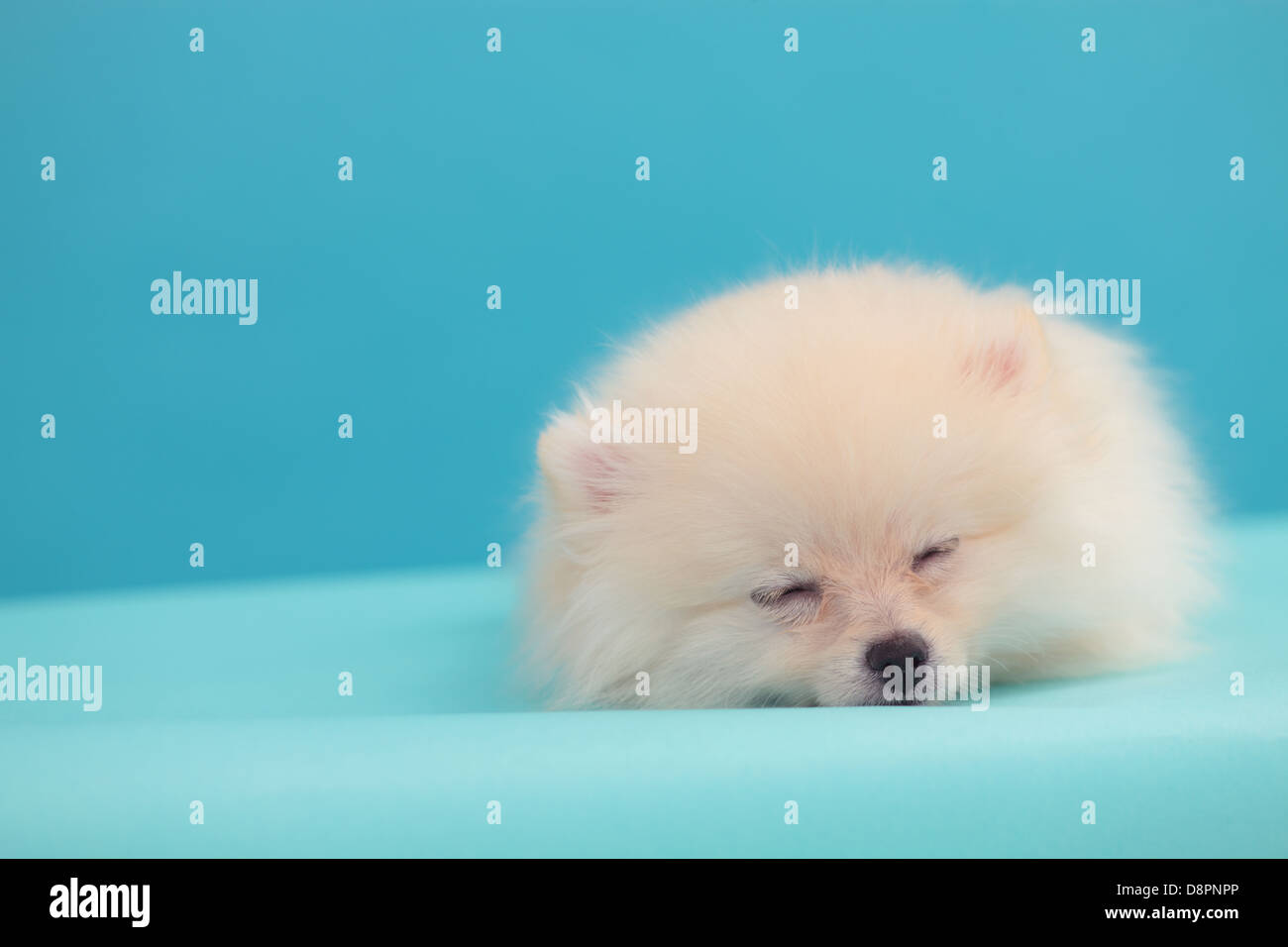 Pomeranian puppy sleeping hi-res stock photography and images - Alamy