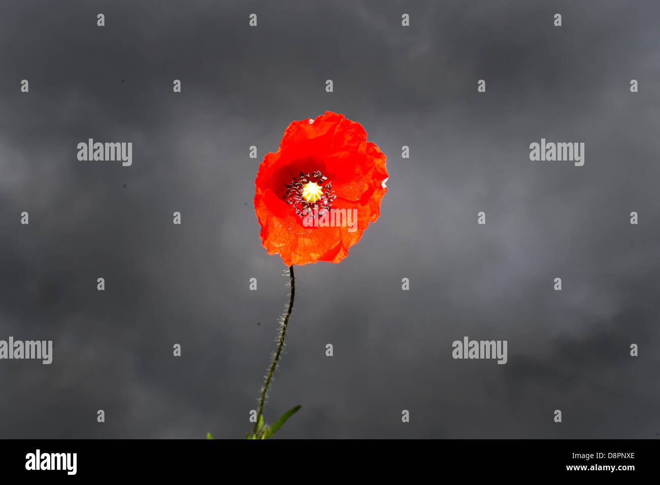A poppy blooms on the side of the road near Pulheim, Germany, 03 June ...