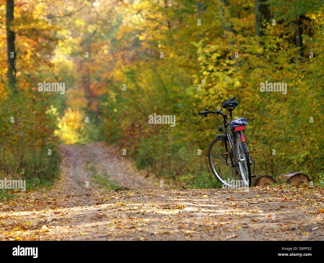 Forest road with autumn colors Stock Photo - Alamy