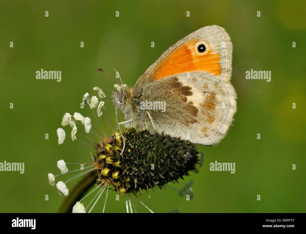 Small Heath Butterfly - Coenonympha pamphilus Underside on Plantain ...