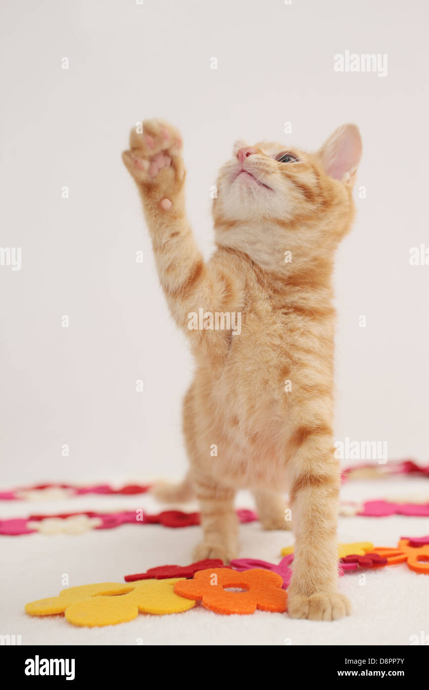 Cat messing around hi-res stock photography and images - Alamy