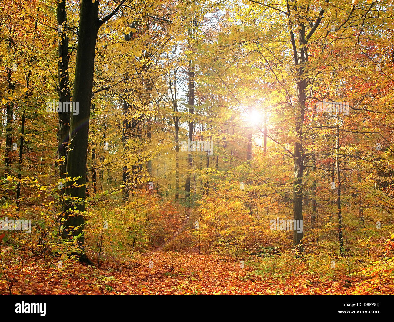 sunny autumn forest Stock Photo - Alamy