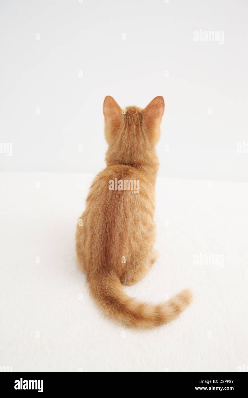 Cat bushy tail hi-res stock photography and images - Alamy