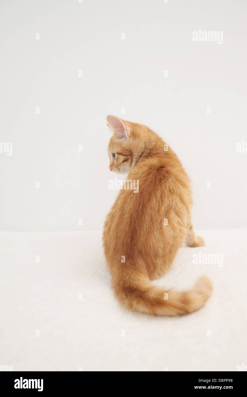 White cat turning hi-res stock photography and images - Alamy