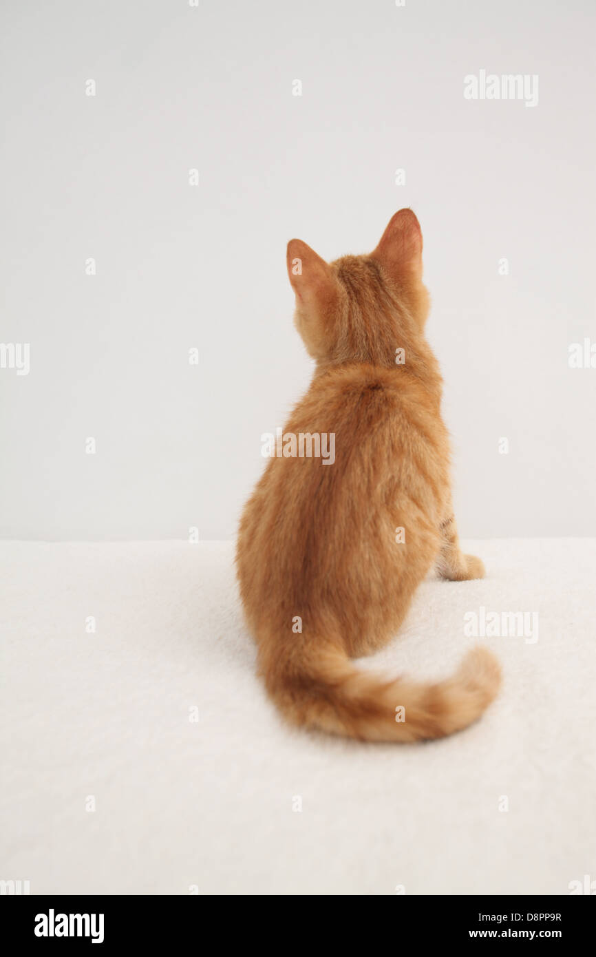 Cat bushy tail hi-res stock photography and images - Alamy