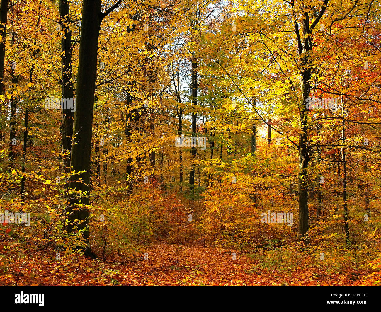 forest with autumn colors Stock Photo - Alamy